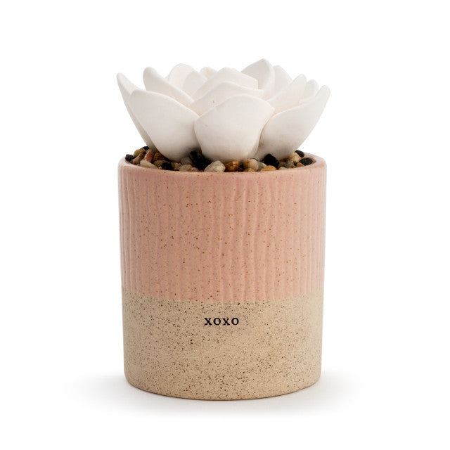 Succulent Oil Diffuser - XOXO – Giftology East Longmeadow
